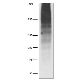 Mucin-16/MUC16/Ca125 Rabbit Monoclonal Antibody