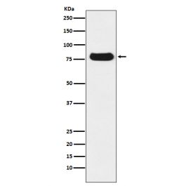 Nuclear Matrix Protein p84 Monoclonal Antibody