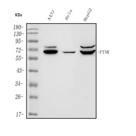 Anti-PINK1 Antibody Picoband™| Bosterbio