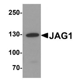 Anti-Protein jagged-1 JAG1 Antibody