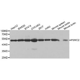 Major vault protein MVP Antibody A00642
