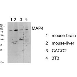 Anti-MAP4 Antibody