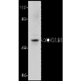 Anti-Occludin OCLN Antibody A01246