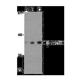 Anti-Beta-actin ACTB Antibody A01263-1