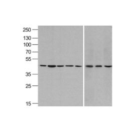 Anti-beta-Actin ACTB Antibody A01263-2