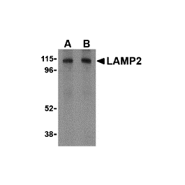 Anti-LAMP-2 Antibody