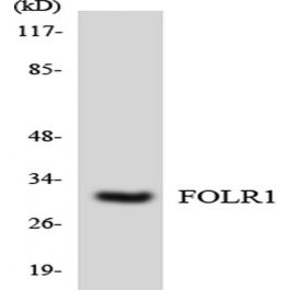 Anti-FR-alpha FOLR1 Antibody