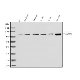 Epac1/RAPGEF3 Antibody