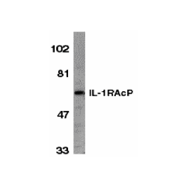 Anti-IL-1RAcP IL1RAP Antibody