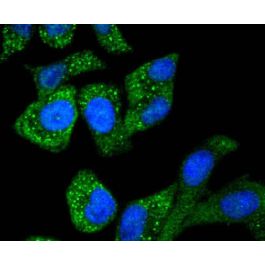 Anti-ASNS Antibody A03302-1