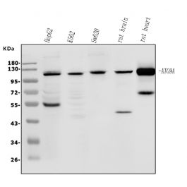 Anti-ATG9A Antibody Picoband™| Bosterbio