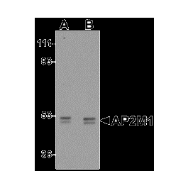 AP-2 complex subunit mu AP2M1 Antibody A06179-1