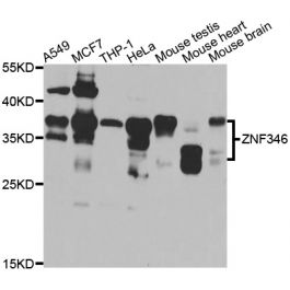 Zinc finger protein 346 ZNF346 Antibody A09984-2