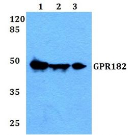 G-protein coupled receptor 182 GPR182 Antibody