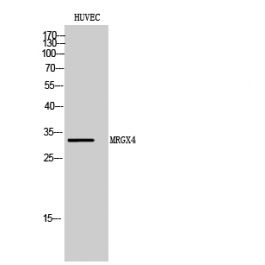 Anti-MRGX4 MRGPRX4 Antibody