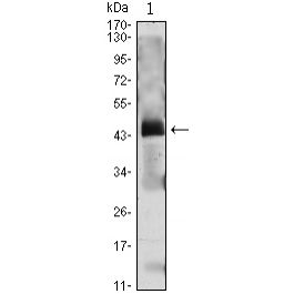 Parathyroid hormone PTH Monoclonal Antibody