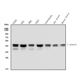 HnRNP D/AUF1/HNRNPD Antibody
