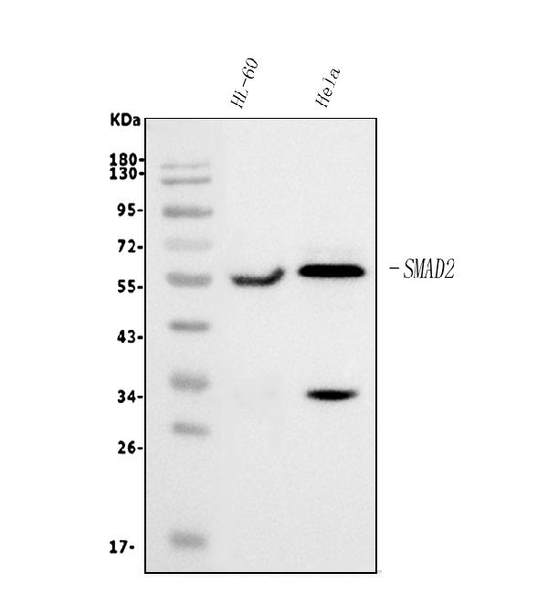 Phospho-Smad2 Rabbit Monoclonal Antibody