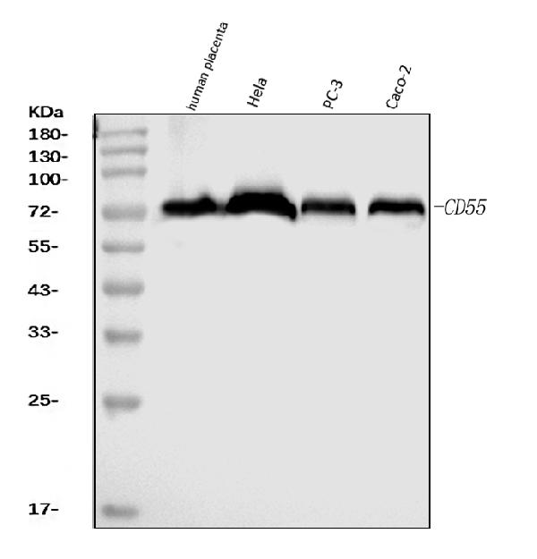 Anti-CD55 Antibody Picoband™ (monoclonal, 5B9E1)