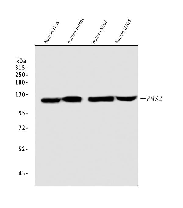 Anti-PMS2 Rabbit Monoclonal Antibody
