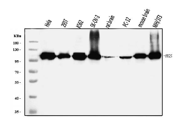 Anti-HGS Antibody Picoband™ (monoclonal, 4B7E2)