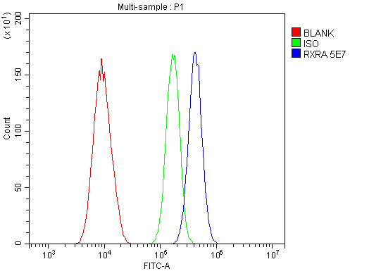 Anti-Retinoid X Receptor alpha/RXRA Antibody Picoband™ (monoclonal, 5E7)