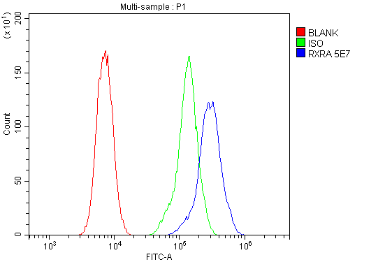 Anti-Retinoid X Receptor alpha/RXRA Antibody Picoband™ (monoclonal, 5E7)