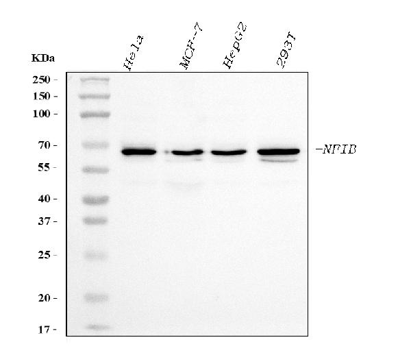 Anti-NFIB/NF1B2 Antibody Picoband™ (monoclonal, 4D6E4)