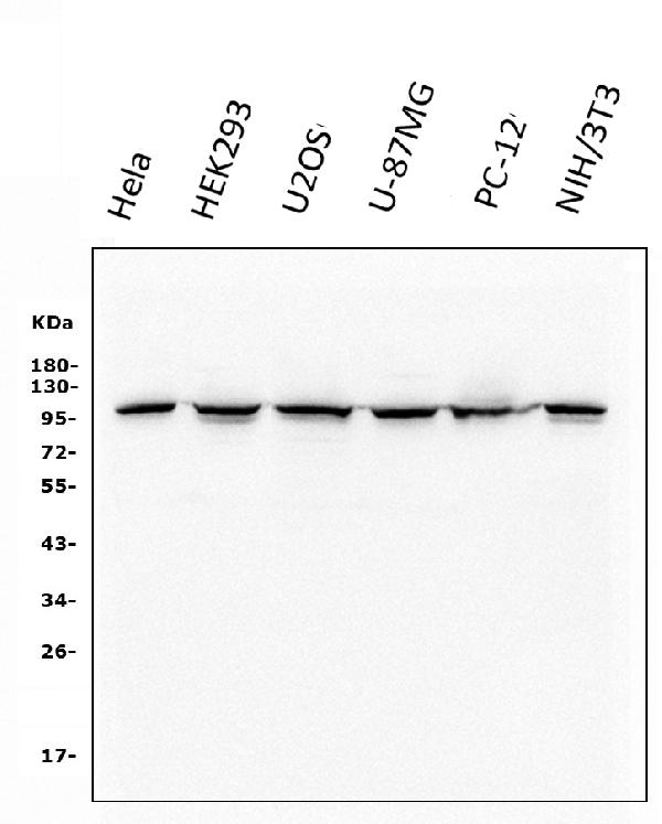 alpha 1 Catenin/CTNNA1 Antibody