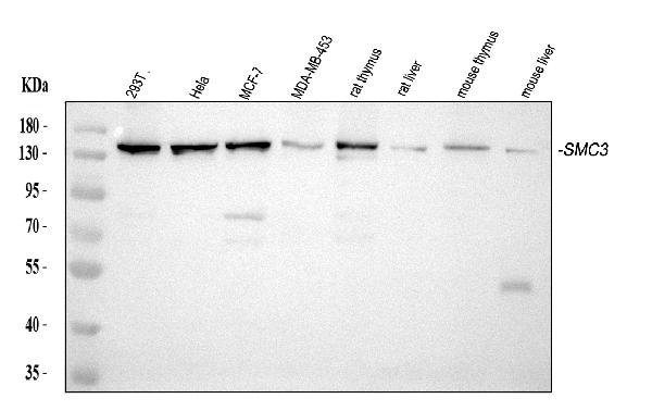 Anti-SMC3 Antibody Picoband™ | Bosterbio