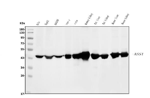 Anti-ASS1 Antibody Picoband™ (monoclonal, 7I9)