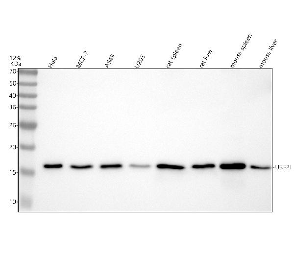 UBE2I/Ubc9 Rabbit Monoclonal Antibody