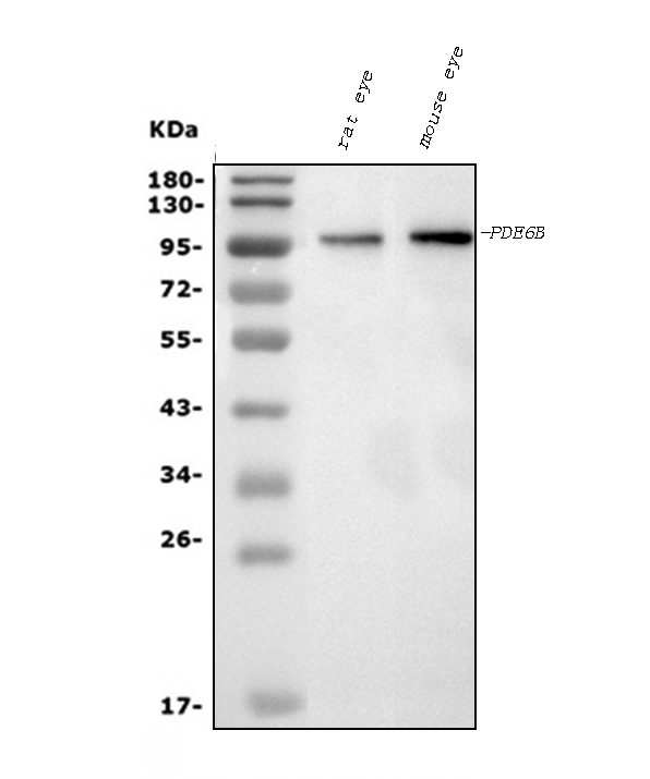 Anti-PDE6 beta/PDE6B Antibody Picoband™ (monoclonal, 8I2F10)