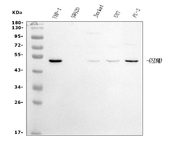Anti-GSDMD Antibody Picoband™ (monoclonal, 3D5)