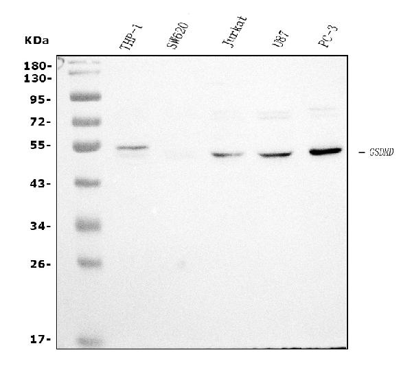 Anti-GSDMD Antibody Picoband™ (monoclonal, 6D11)