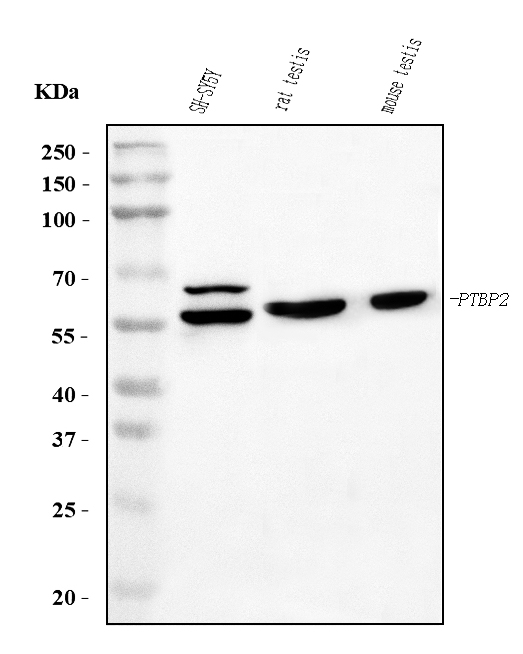 Anti-PTBP2 Picoband™ Antibody (monoclonal, 13D11)