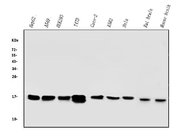 COX IV/COX4I1 Antibody