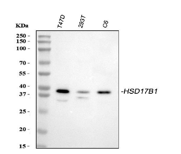 HSD17B1 Antibody PA1613-1