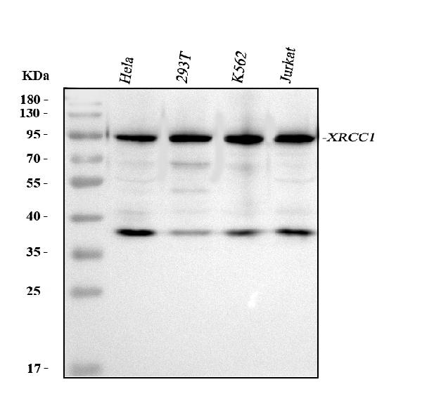 Anti-XRCC1 Antibody Picoband™ (monoclonal, 10E10)