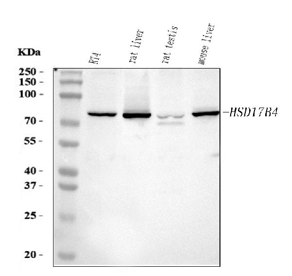 Hydroxysteroid Dehydrogenase 4/HSD17B4 Antibody