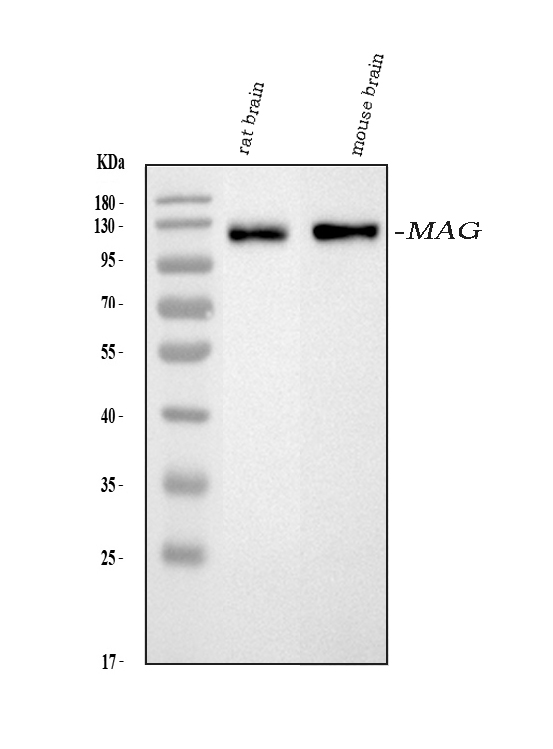 MAG/Myelin-associated glycoprotein Antibody