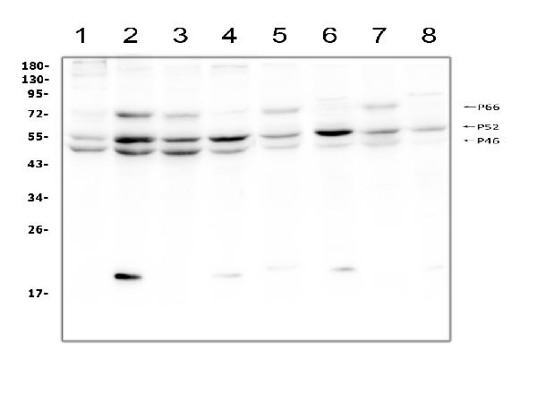 Anti-SHC/SHC1 Antibody