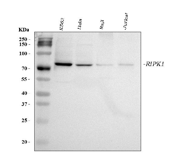 Anti-RIP/RIPK1 Antibody