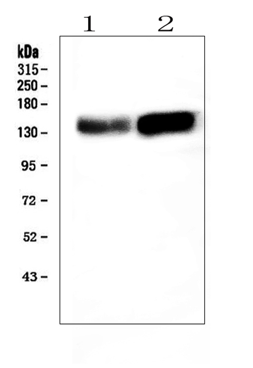 ADAMTS13 Antibody