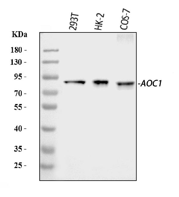 Anti-ABP1/AOC1 Antibody Picoband™ | Bosterbio