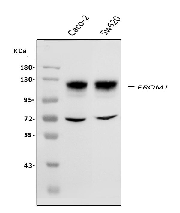 Anti-PROM1 Antibody Picoband | Bosterbio PB9156