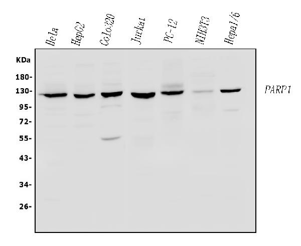 PARP/PARP1 Antibody