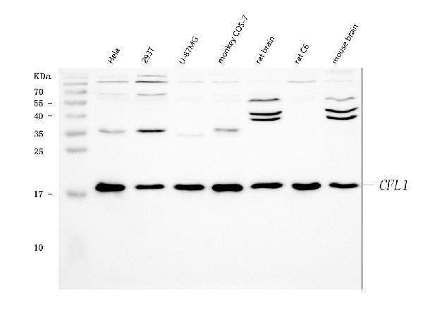 Cofilin/CFL1 Antibody PB9620