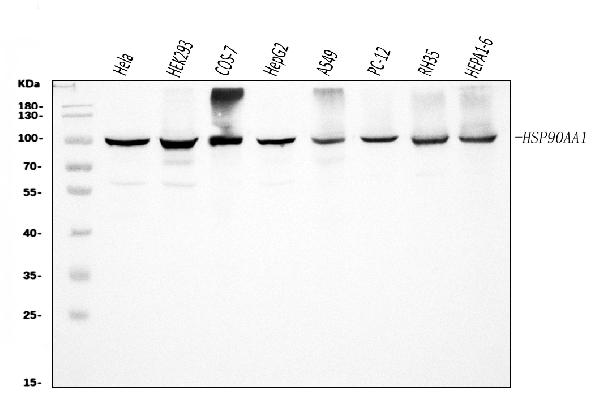Hsp90 alpha/HSP90AA1 Antibody PB9635