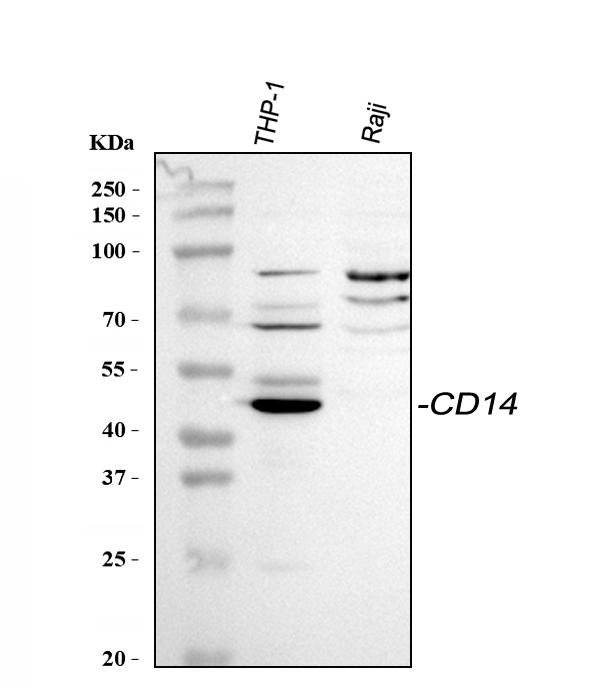 CD14 Antibody PB9847